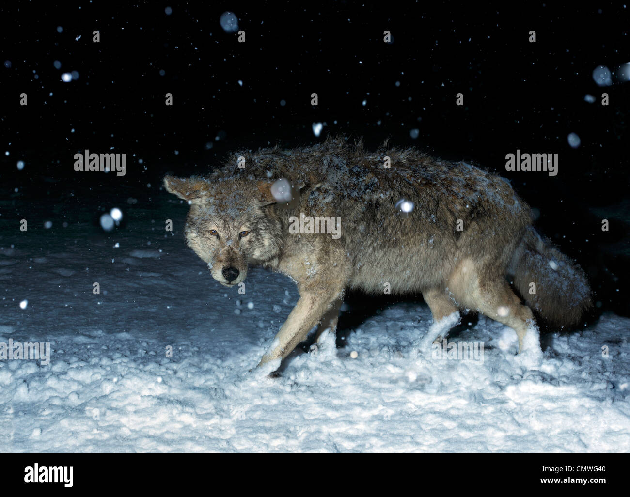 Large coyote in winter snow Stock Photo - Alamy