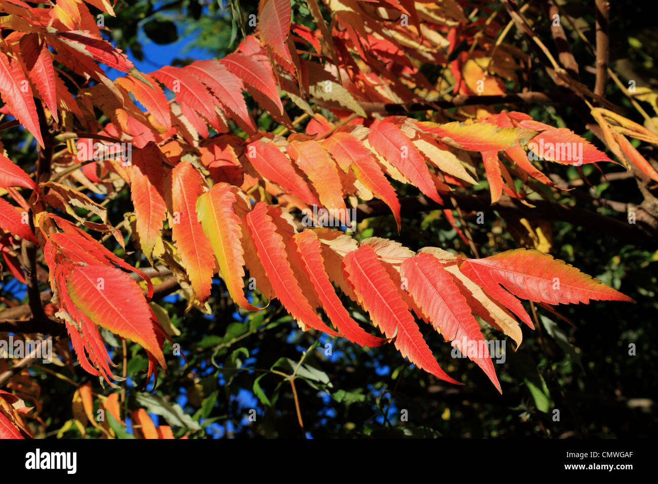 Stag horn hi-res stock photography and images - Alamy