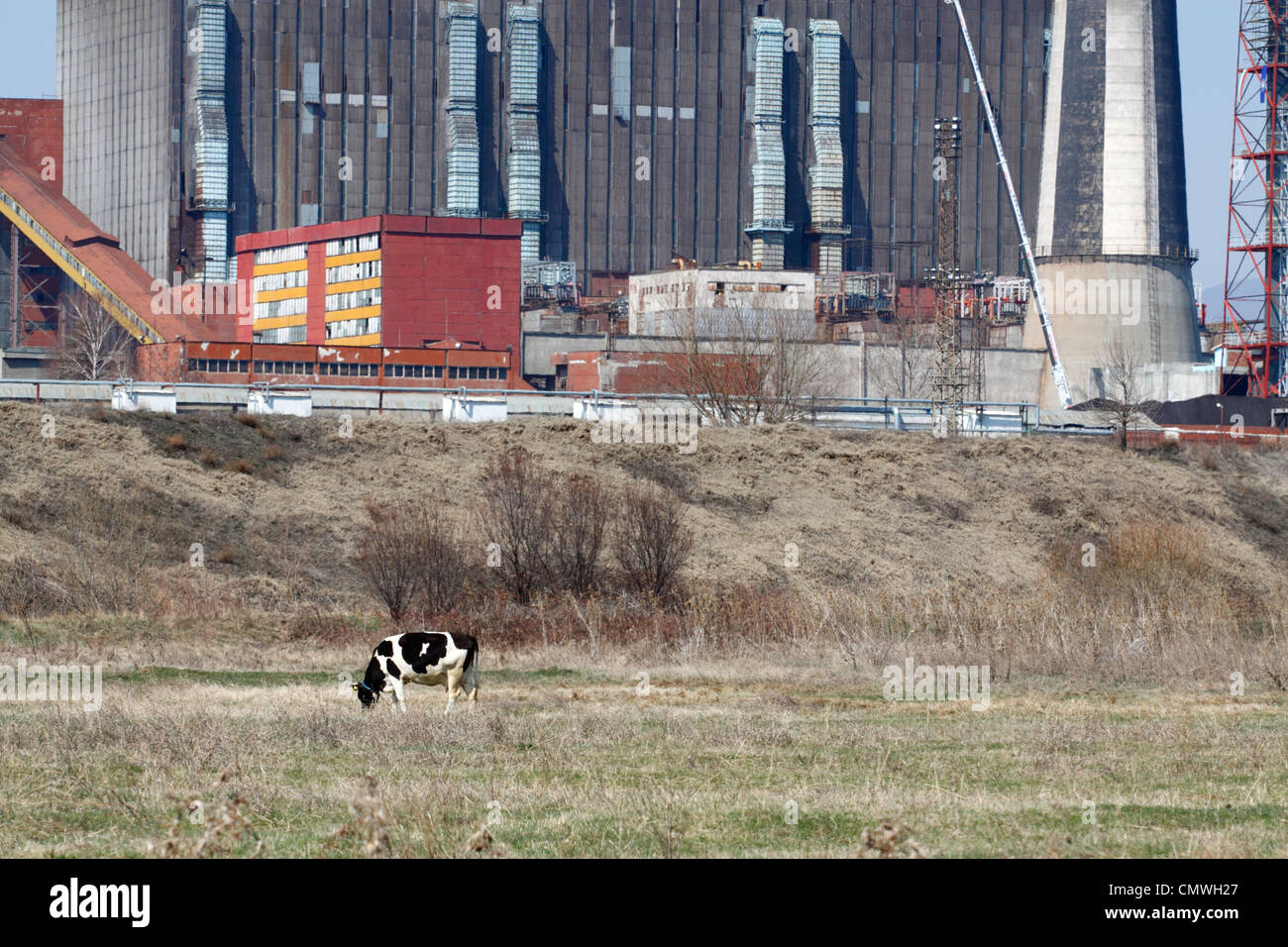 Lone cow feeding in front of the massive generator building of the ...