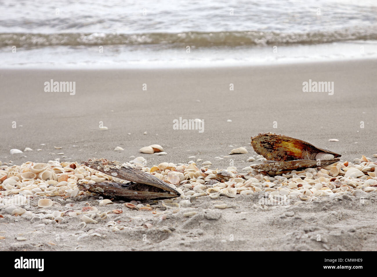 Sea shells on the sea shore Stock Photo - Alamy