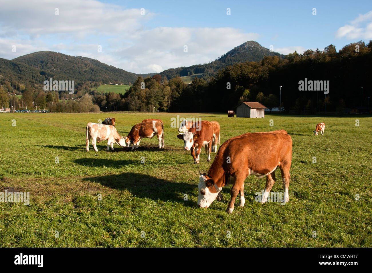 Cows grazing in an open field Stock Photo - Alamy
