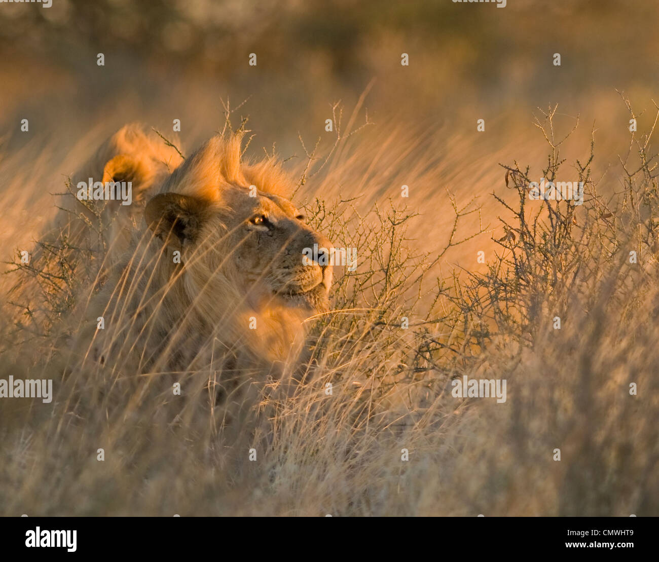 Duo of Male Lions Stock Photo - Alamy