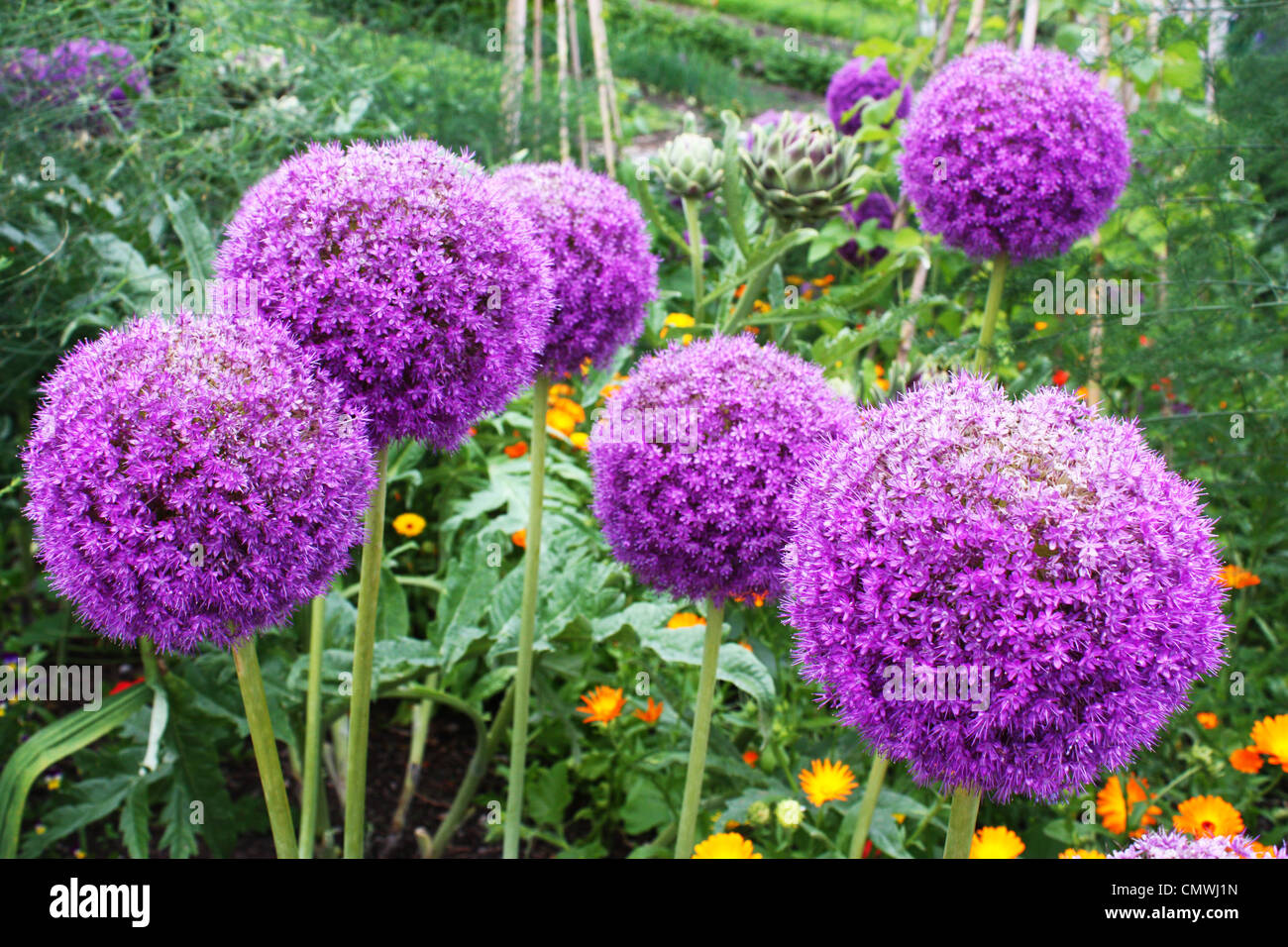 Big violet allium bulbs in a garden Stock Photo - Alamy