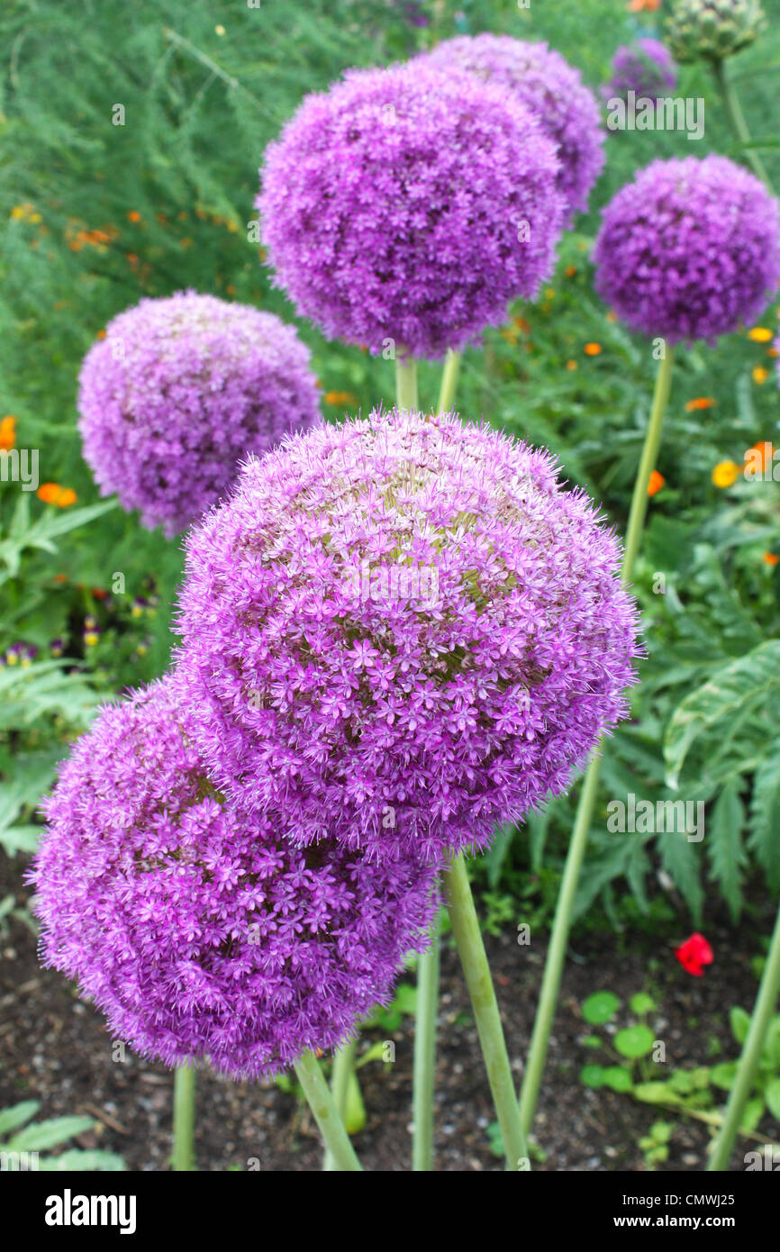 Big violet allium bulbs in a garden Stock Photo - Alamy