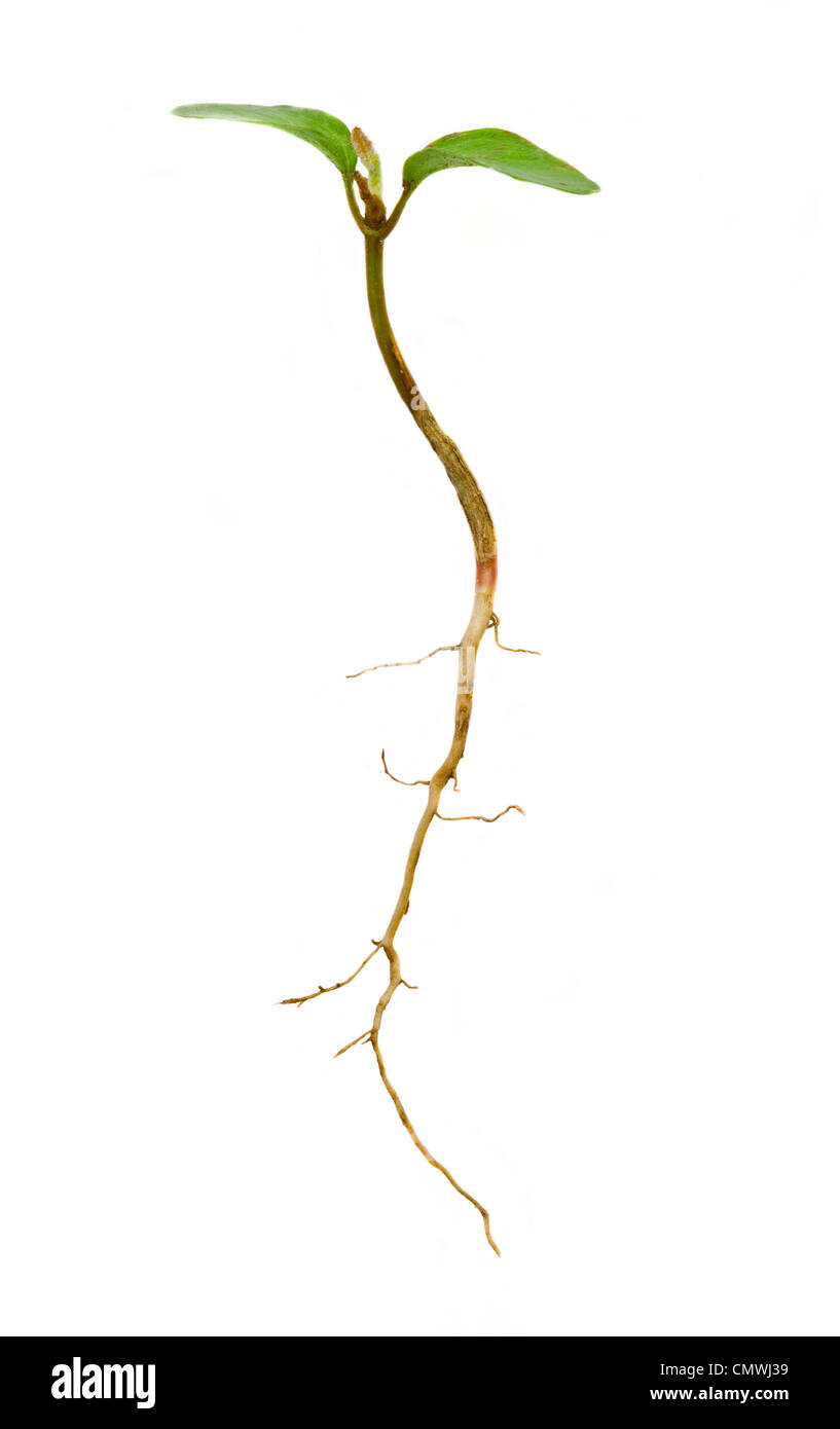Ivy Seedling showing meristem growth points (shoot and roots Stock ...