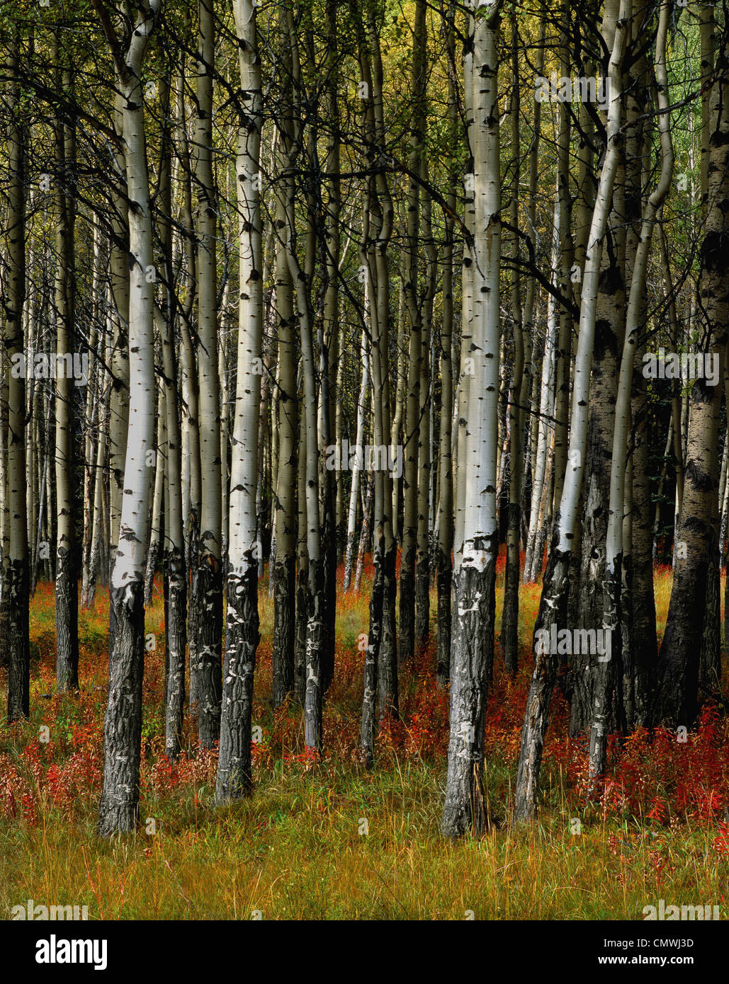 Aspen trees, Bow Valley, Banff National Park, Alberta Stock Photo - Alamy