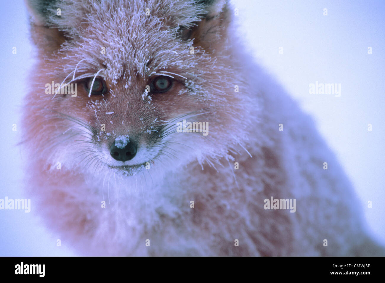 Close up of a Red Fox covered in Frost along the Dempster Highway ...