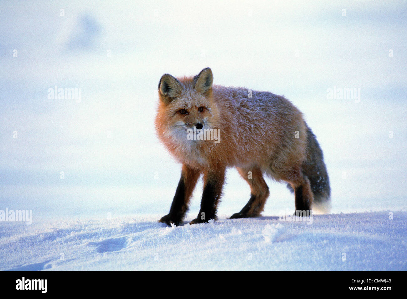 Red fox pics hi-res stock photography and images - Alamy