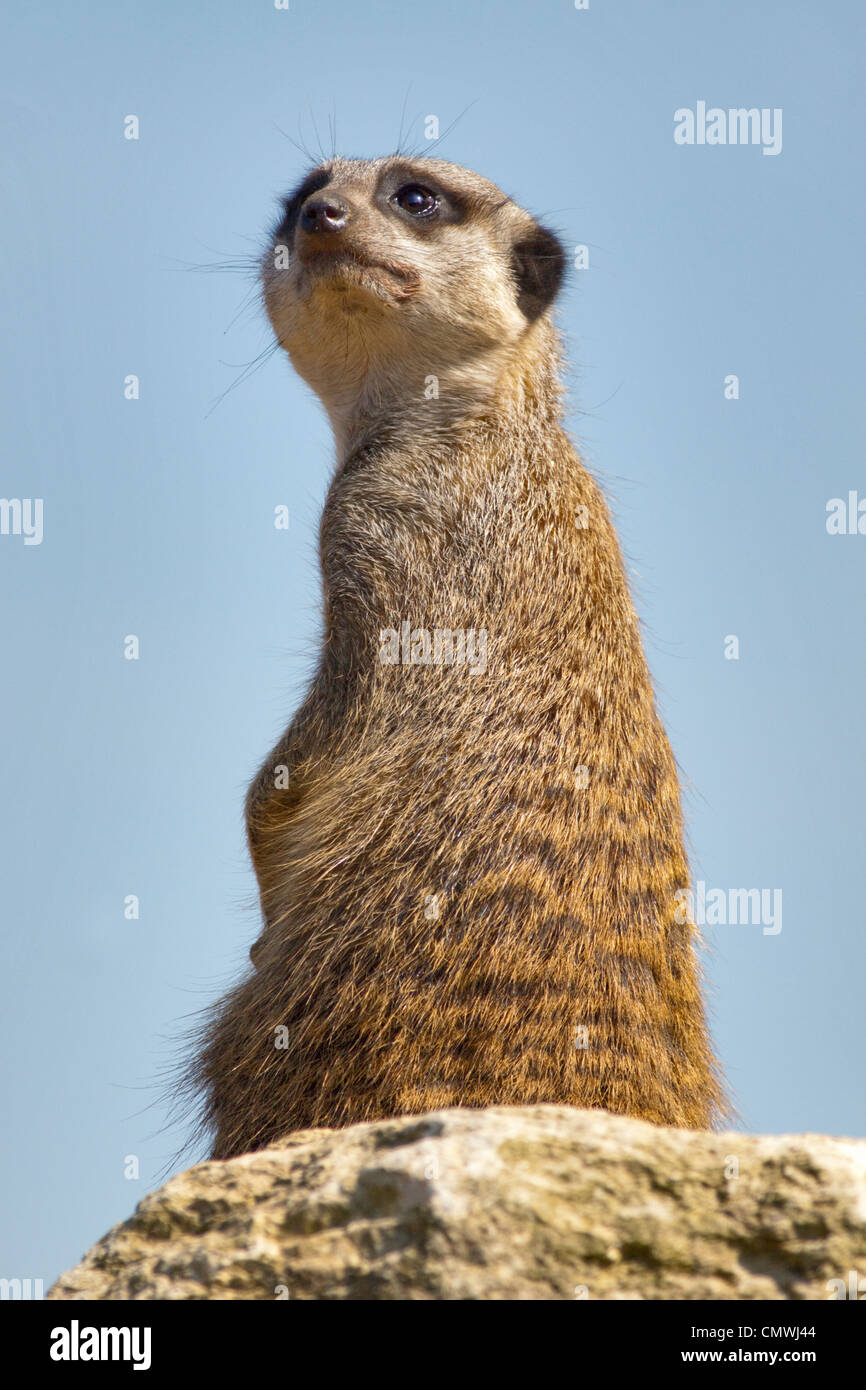 Slender Tailed Meerkat (suricata suricatta Stock Photo - Alamy
