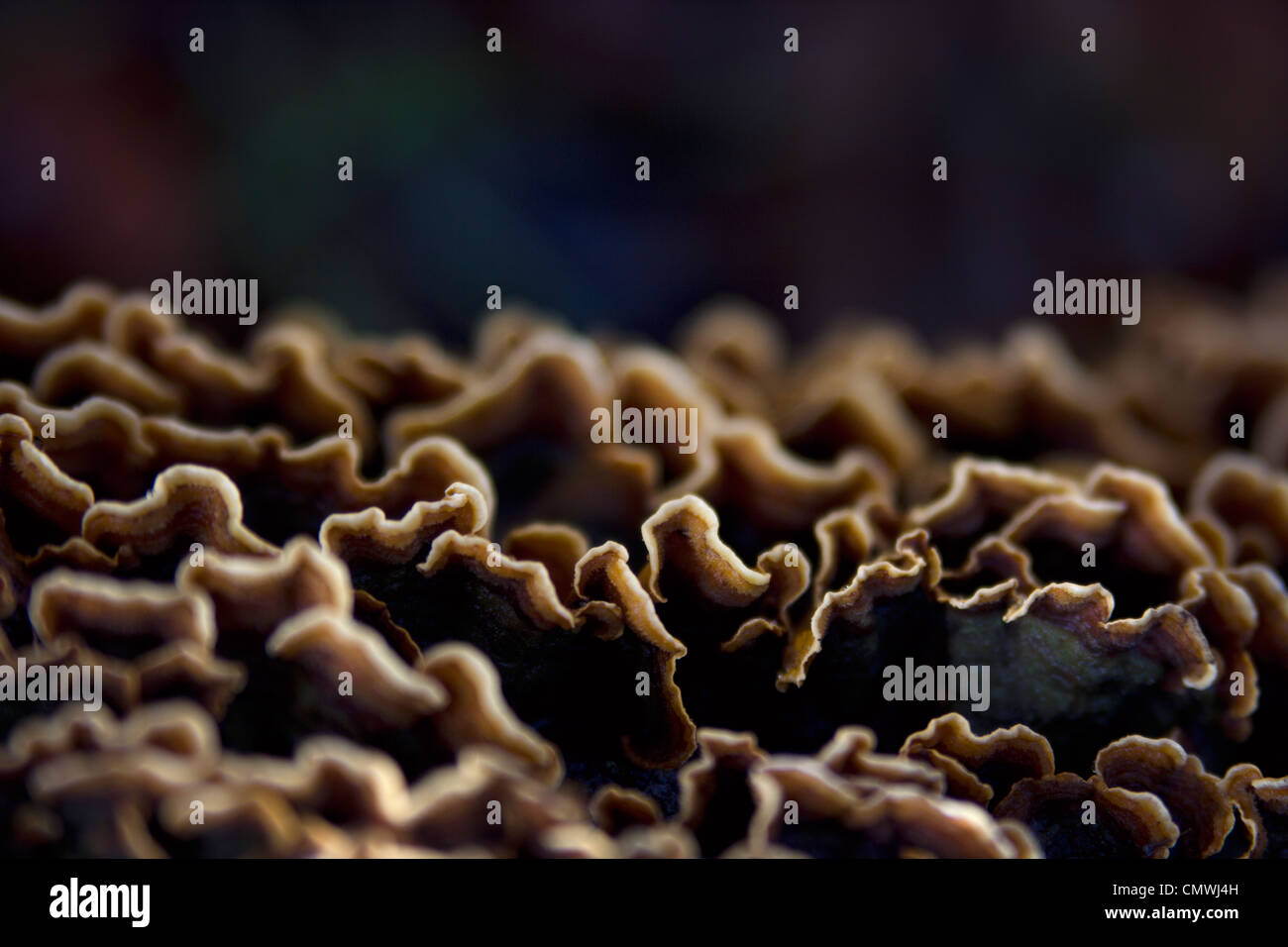 Abstract fungus hi-res stock photography and images - Alamy