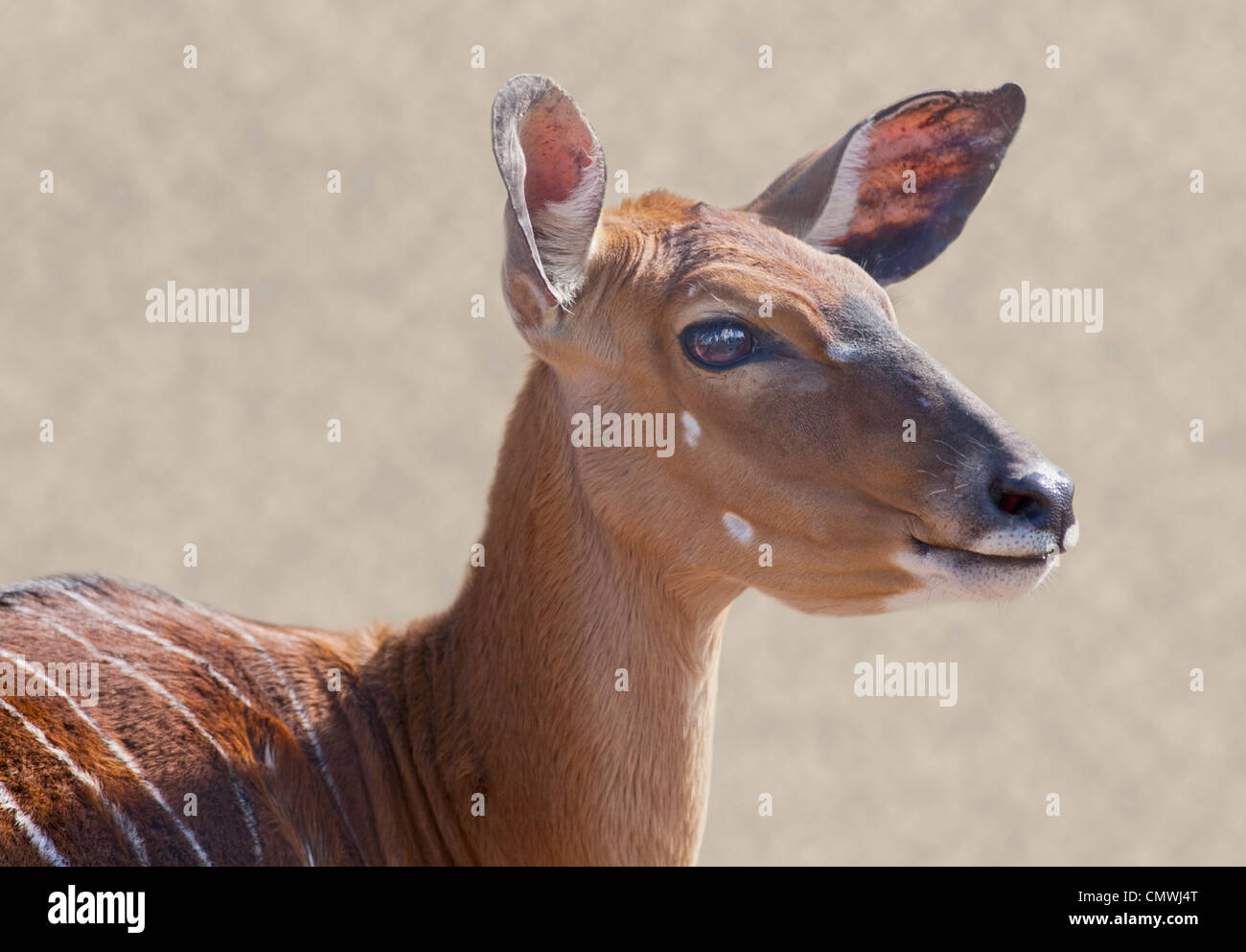 Nyala (tragelaphus agasi) female Stock Photo - Alamy