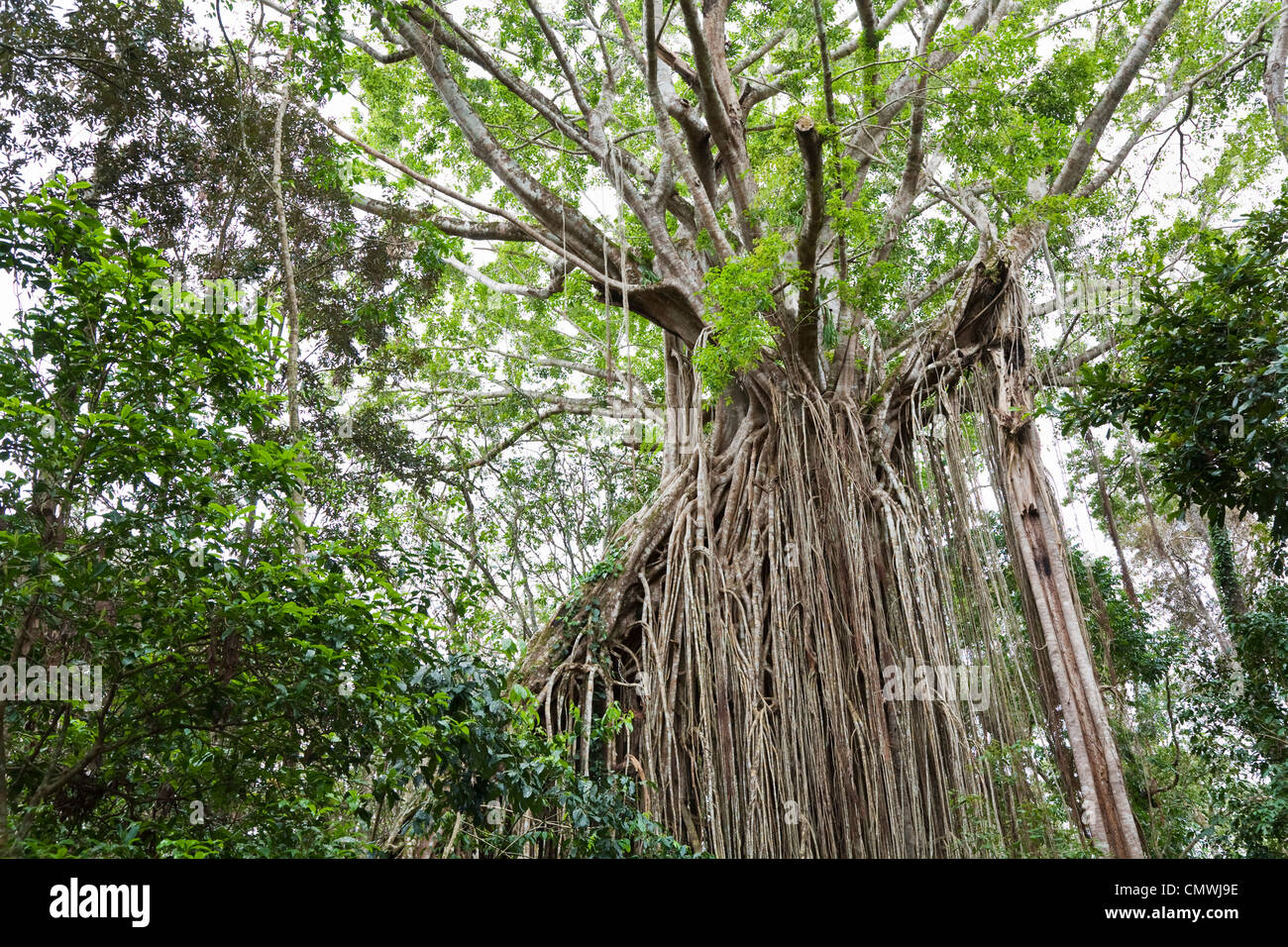 The Curtain Fig Tree - a 500 year old, giant strangler fig in Curtain ...