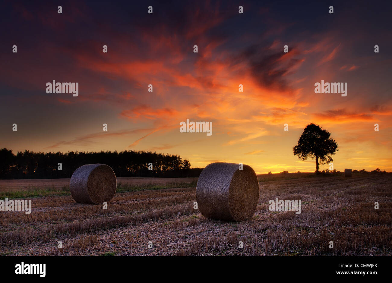 Sunset with tree and straw bales Stock Photo - Alamy