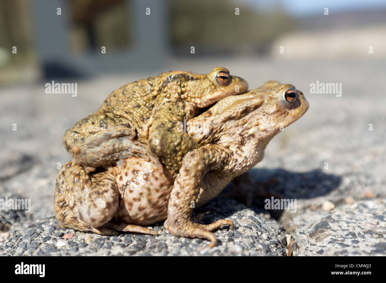Couple Of mating Toads in spring season Stock Photo - Alamy