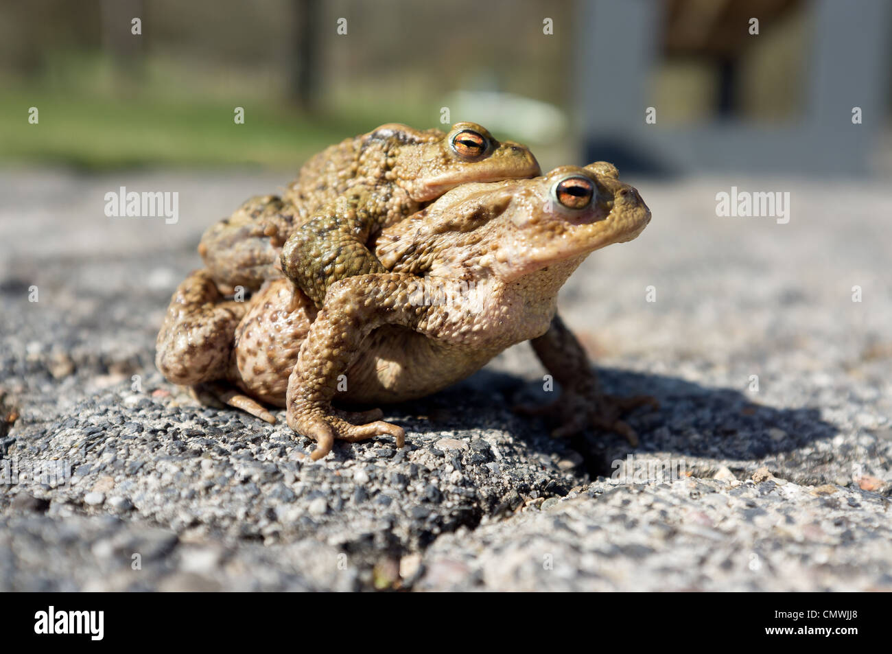 Couple mating toads in spring hi-res stock photography and images - Alamy