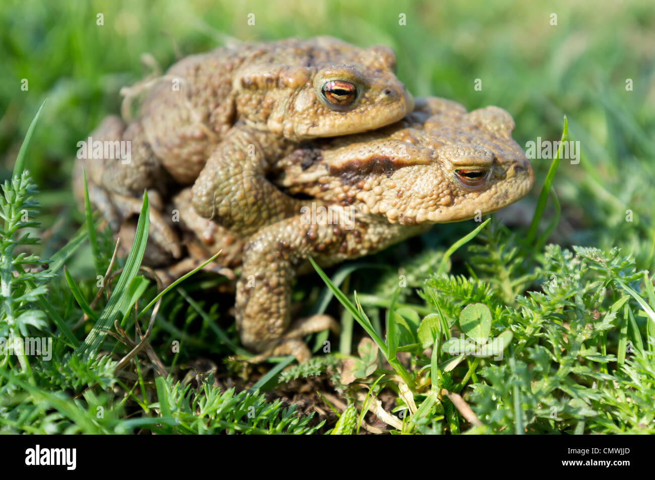 Couple Of mating Toads in spring season Stock Photo - Alamy
