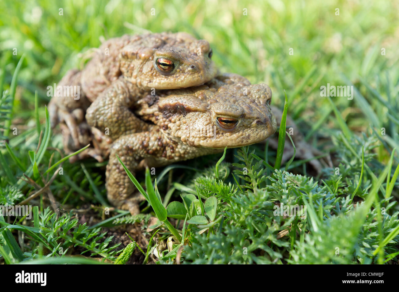 Couple Of mating Toads in spring season Stock Photo - Alamy
