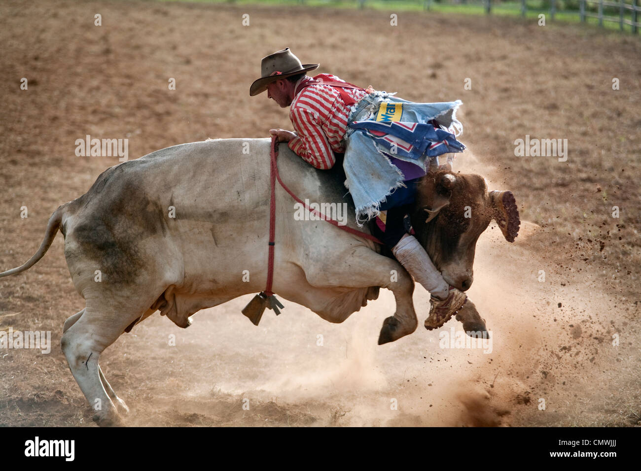 A rodeo clown takes a ride on a bull backwards. Mt Garnet Rodeo, Mt ...