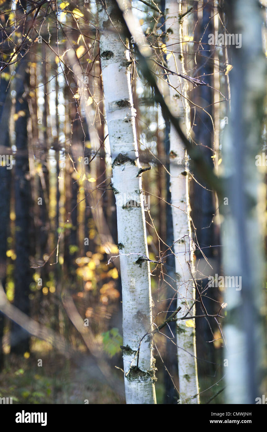 Growing european birch trees hi-res stock photography and images - Alamy