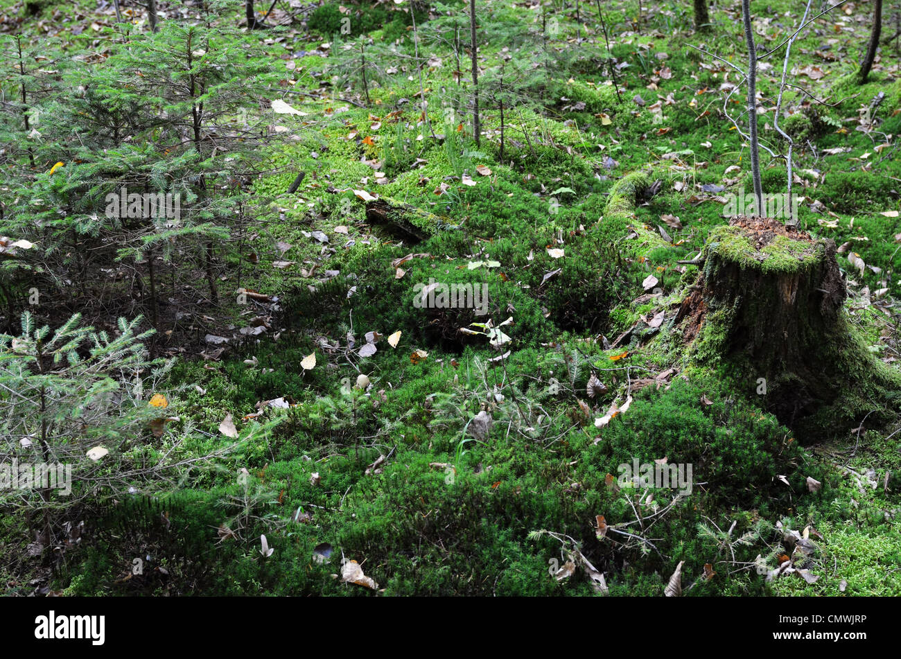 Moss covered forest Stock Photo - Alamy