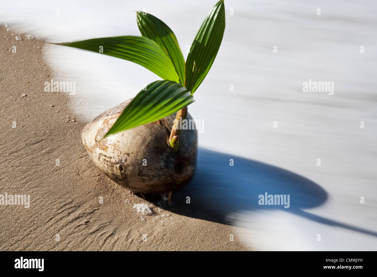 Coconut palm beach sapling hi-res stock photography and images - Alamy