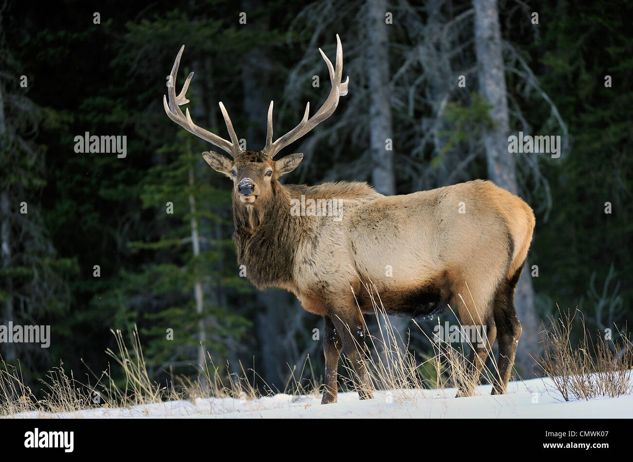 Large antlers elk hi-res stock photography and images - Alamy