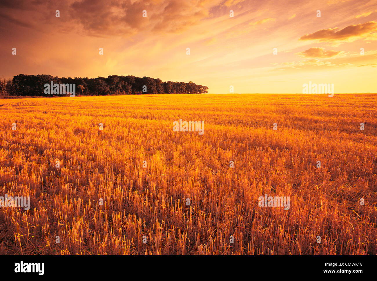 Field of Grain Stubble near St. Adolphe, Manitoba Stock Photo - Alamy