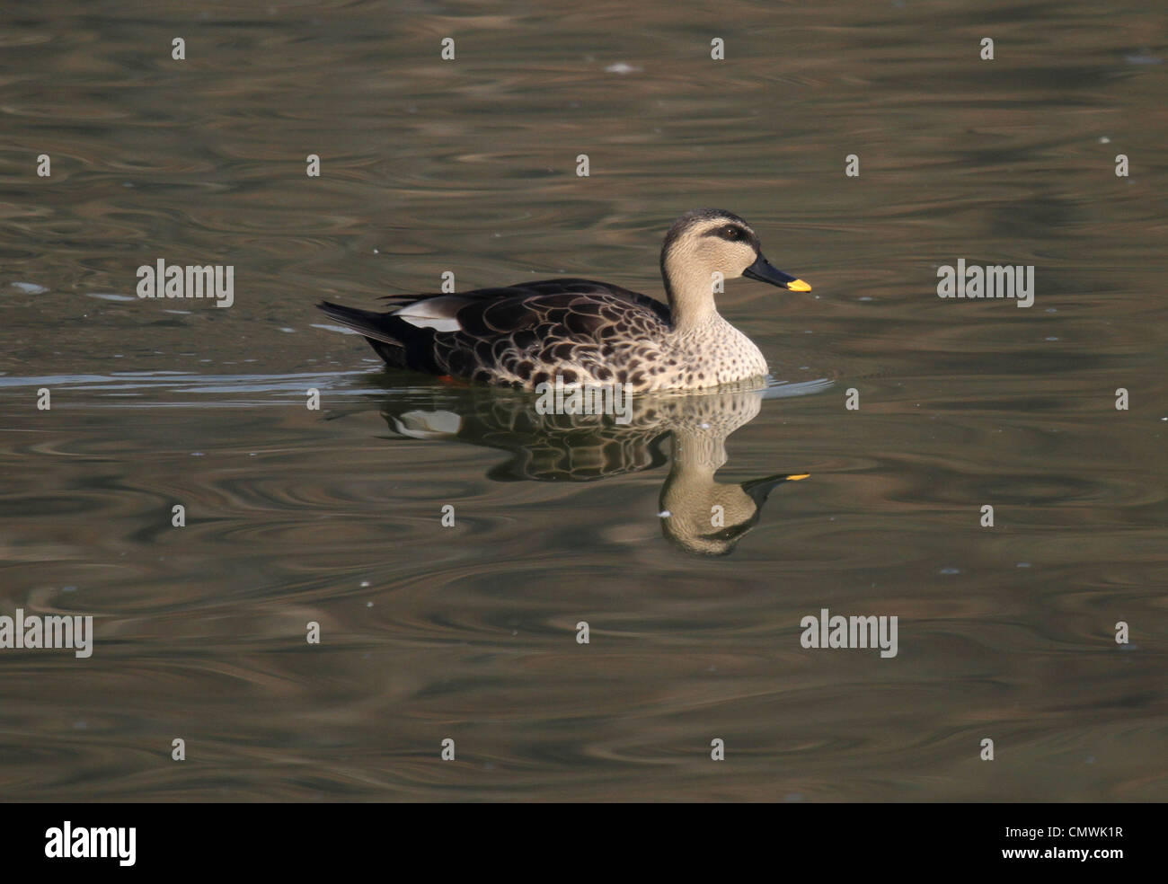 Spot billed duck hi-res stock photography and images - Alamy