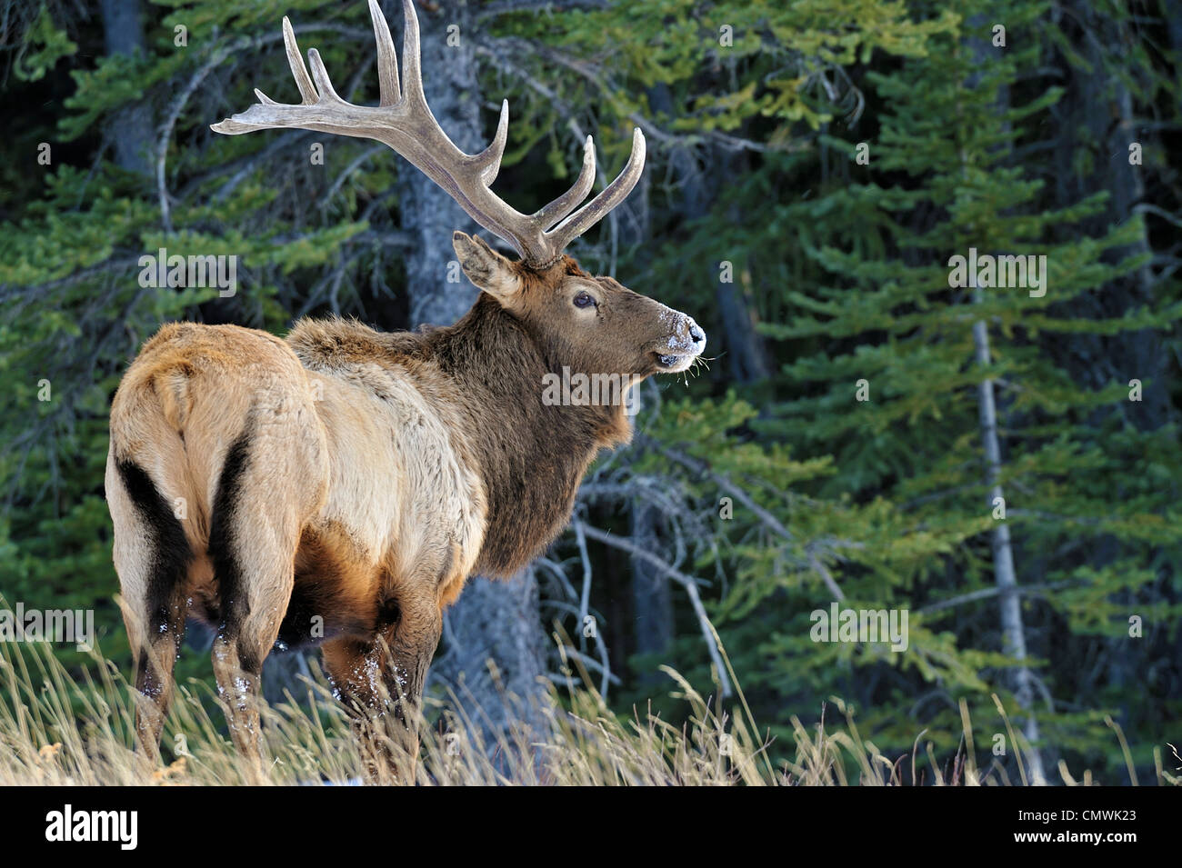 A large bull elk looking back from Stock Photo - Alamy