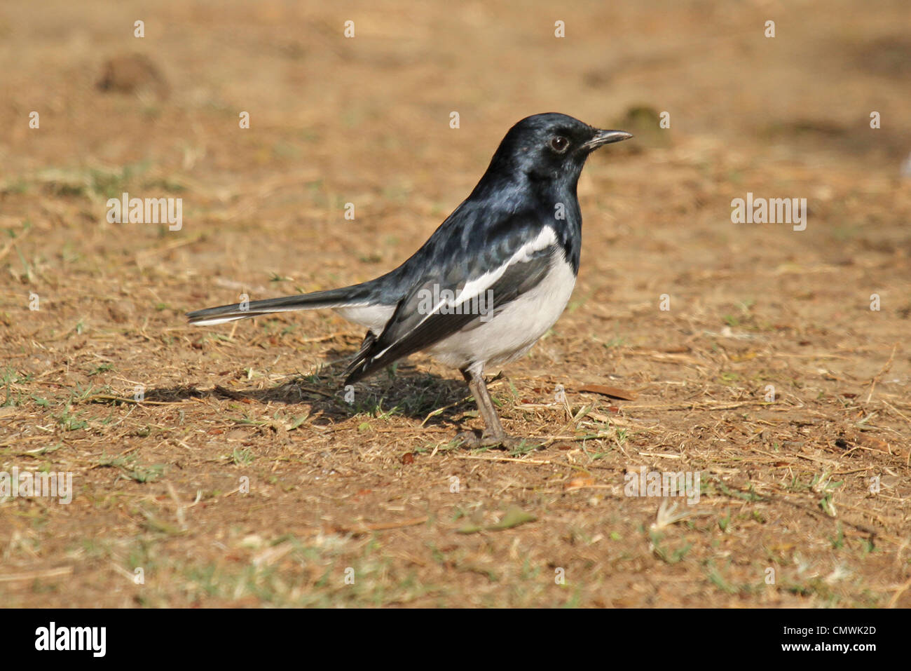 Magpie-Robin at Delhi Stock Photo - Alamy