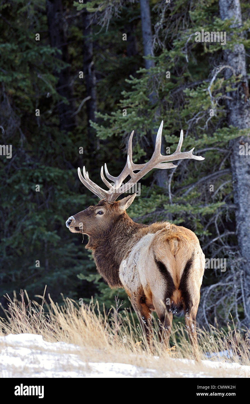 Rear view of a bull elk hi-res stock photography and images - Alamy