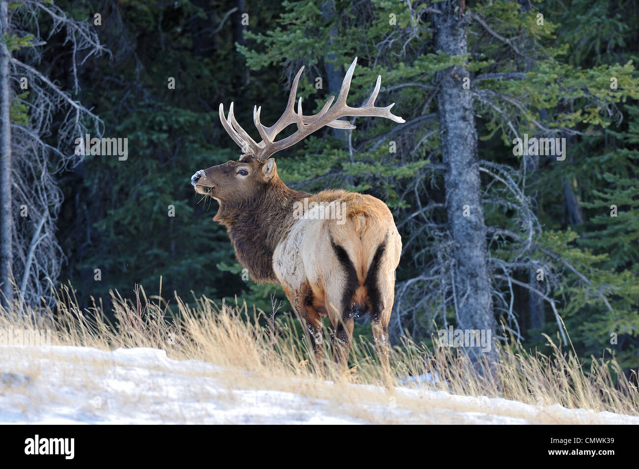 A bull elk looking back while he forages along a snow covered ridge ...