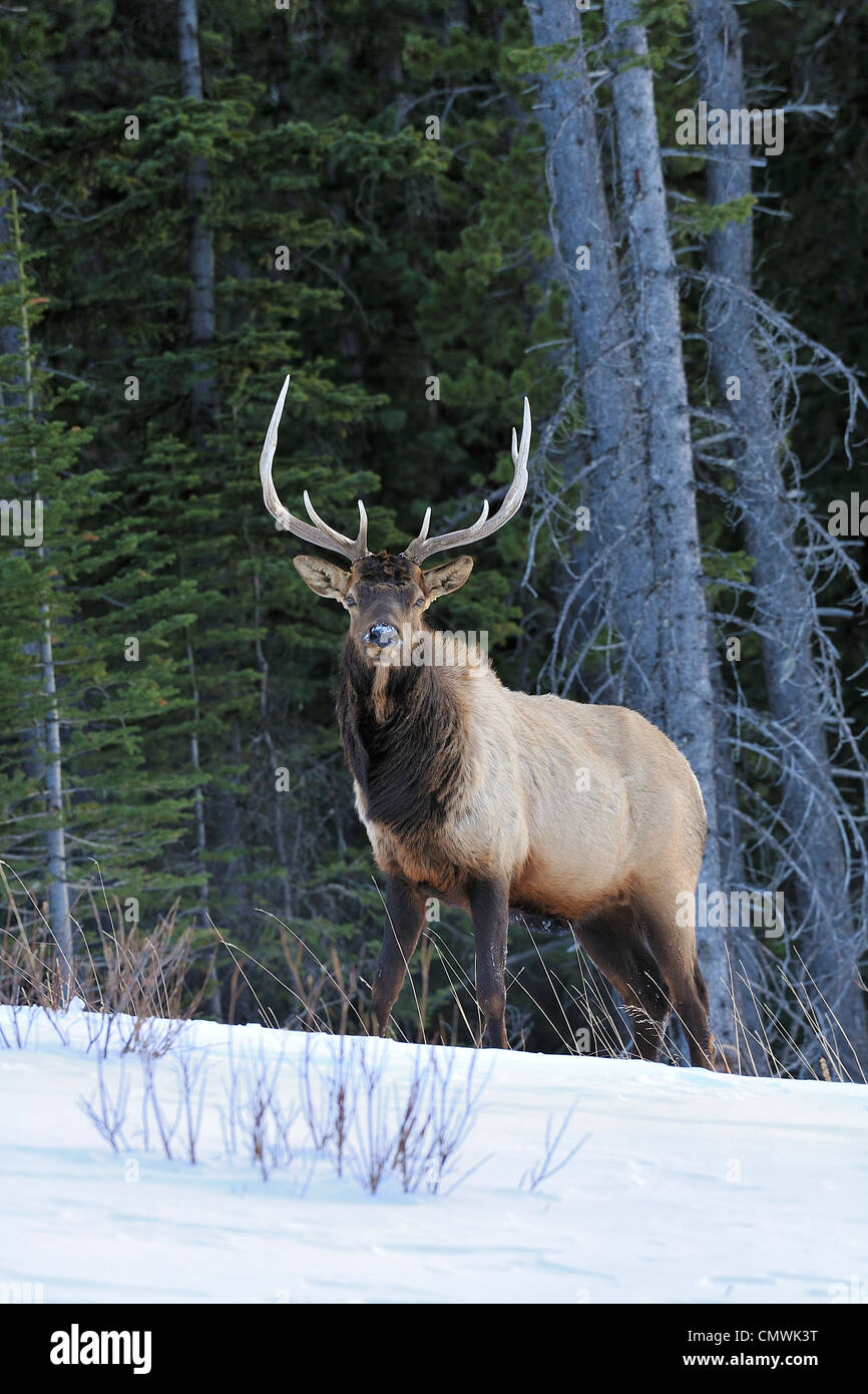 Close Up Portrait Of A Bull Elk Stock Photos & Close Up Portrait Of A ...