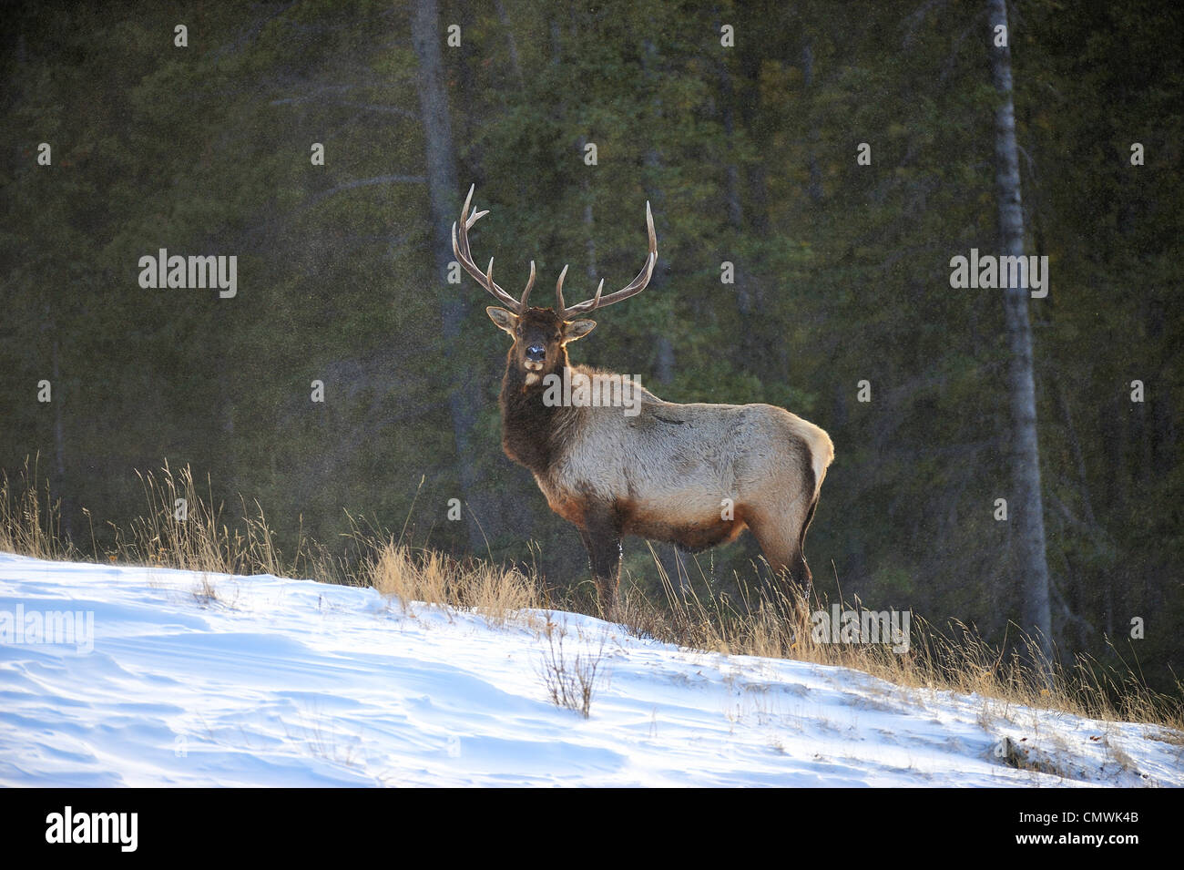 A large bull elk standing on a snow covered ridge Stock Photo - Alamy