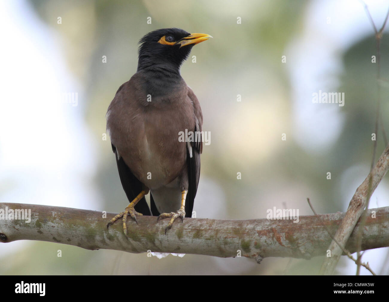 Common myna bird hi-res stock photography and images - Alamy