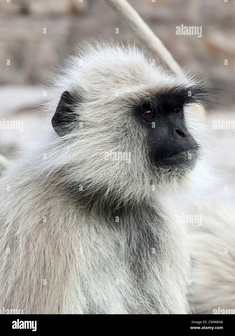 Langur of ranthambore hi-res stock photography and images - Alamy