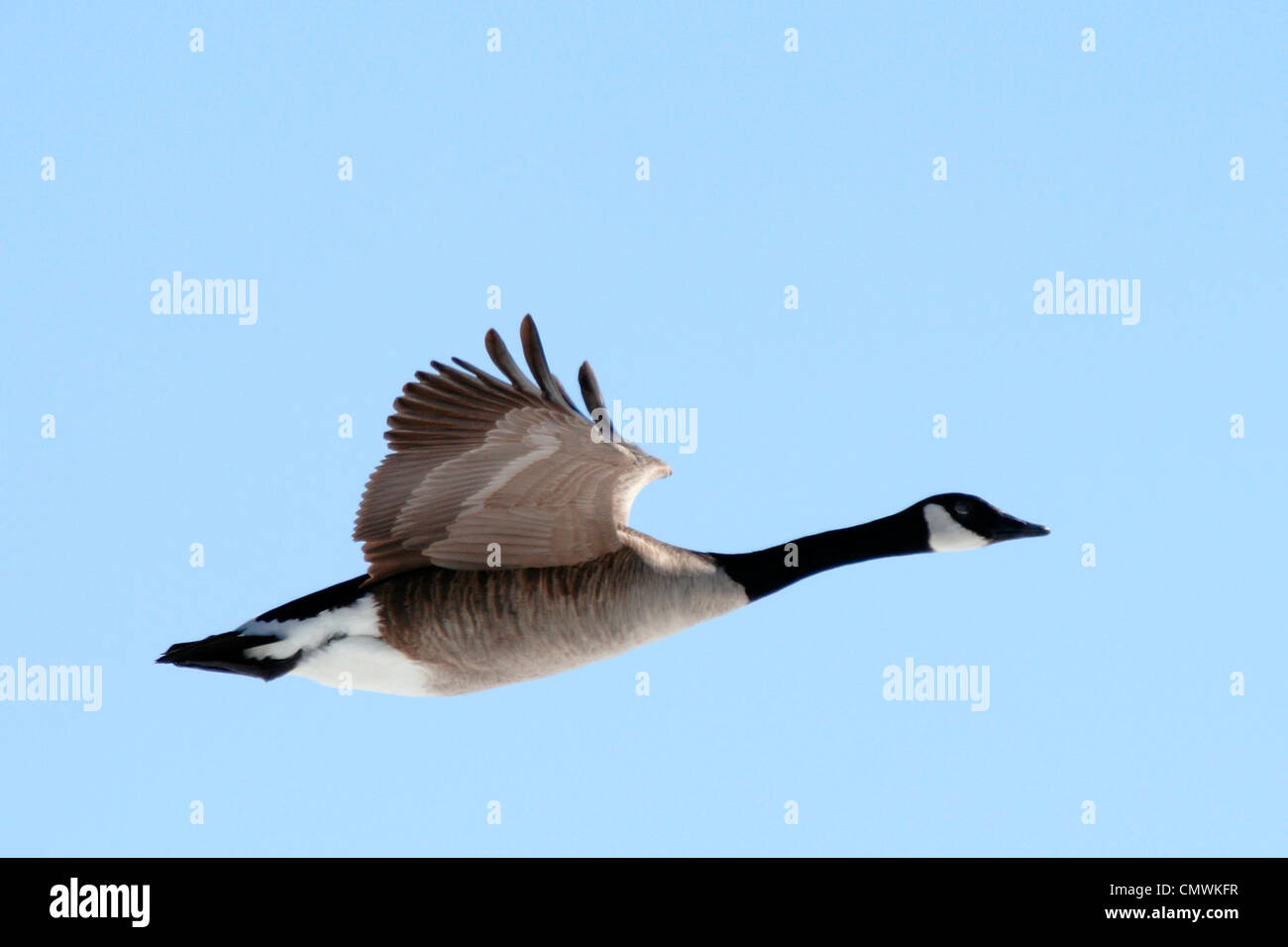 Canada Goose in Flight, Algonquin Park, Ontario Stock Photo - Alamy