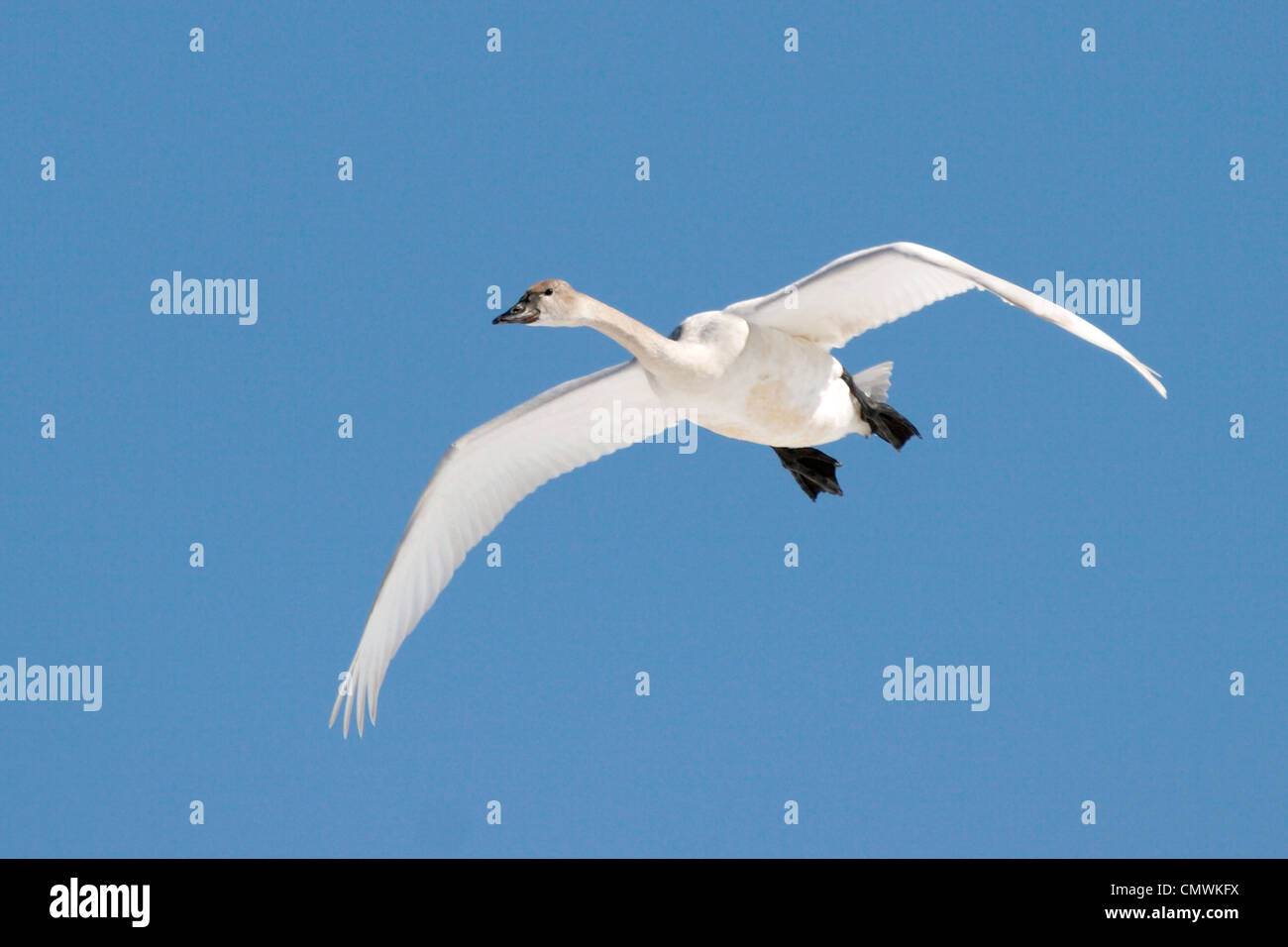 Trumpeter Swan, Lake Ontario, Ontario Stock Photo - Alamy