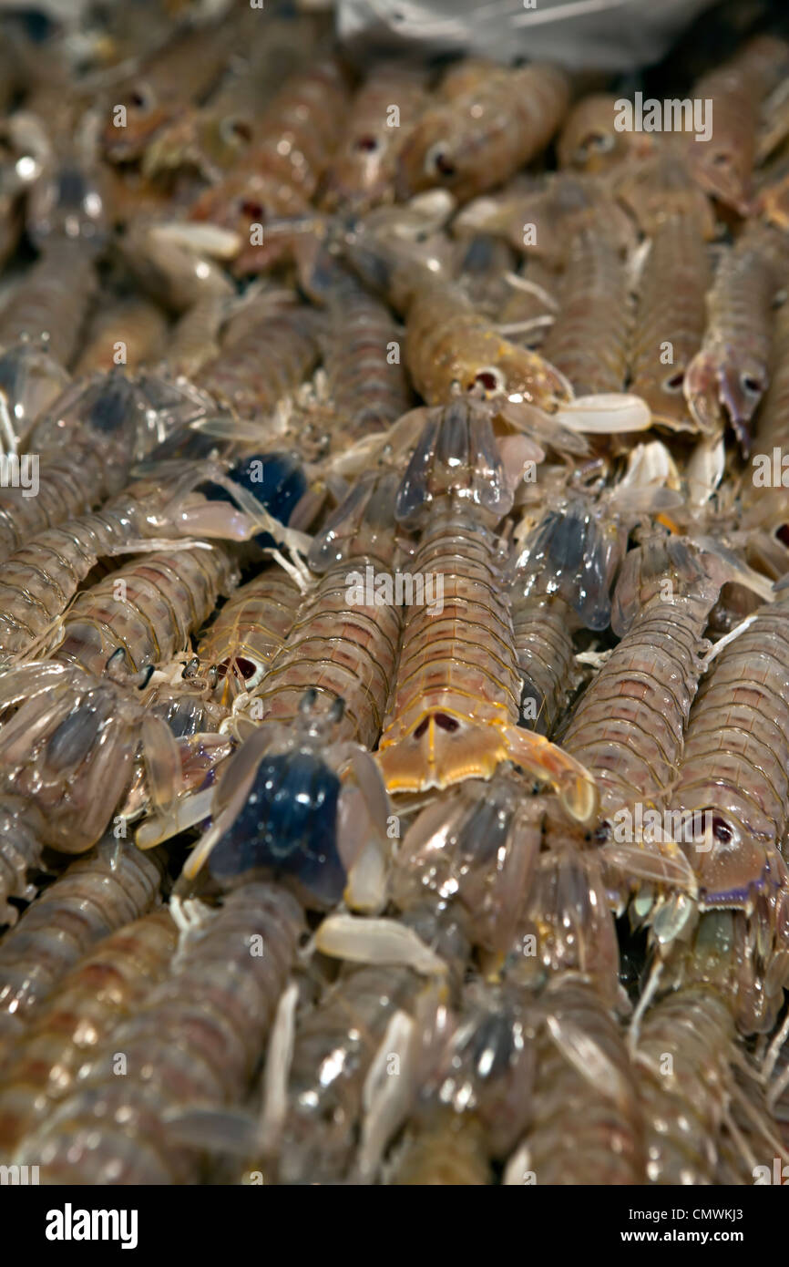 Mantis fish hi-res stock photography and images - Alamy