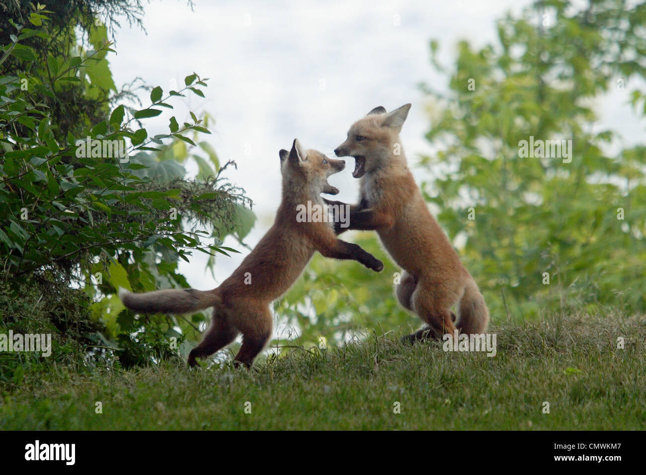 Two Fox Pups Playing Stock Photo - Alamy