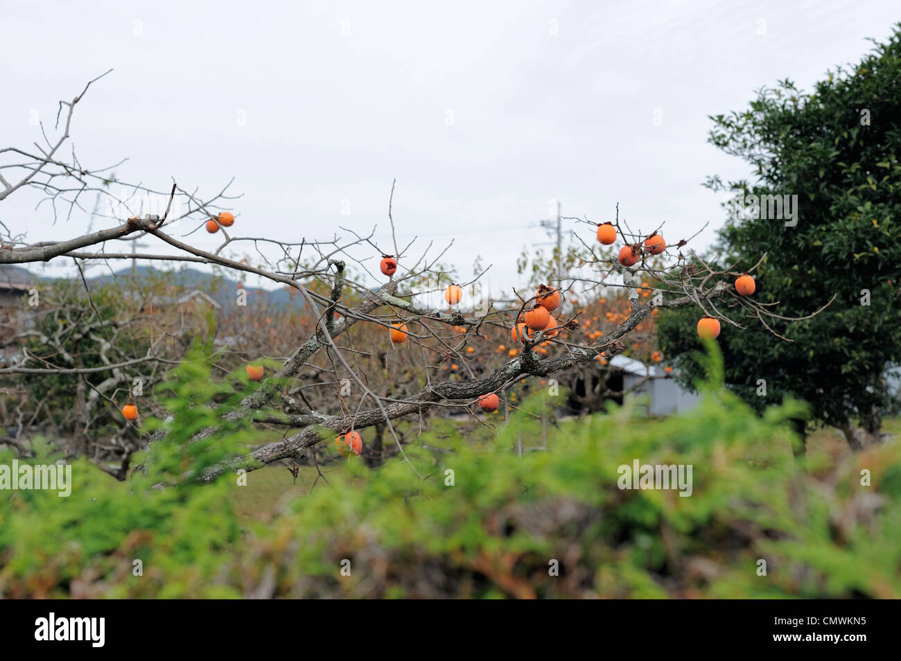 Kaki tree with fruits in autumn, Kyoto, Japan Stock Photo - Alamy