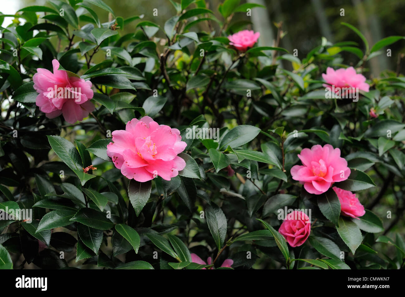 pink Japanese rose in bloom, Kyoto, Japan Stock Photo - Alamy