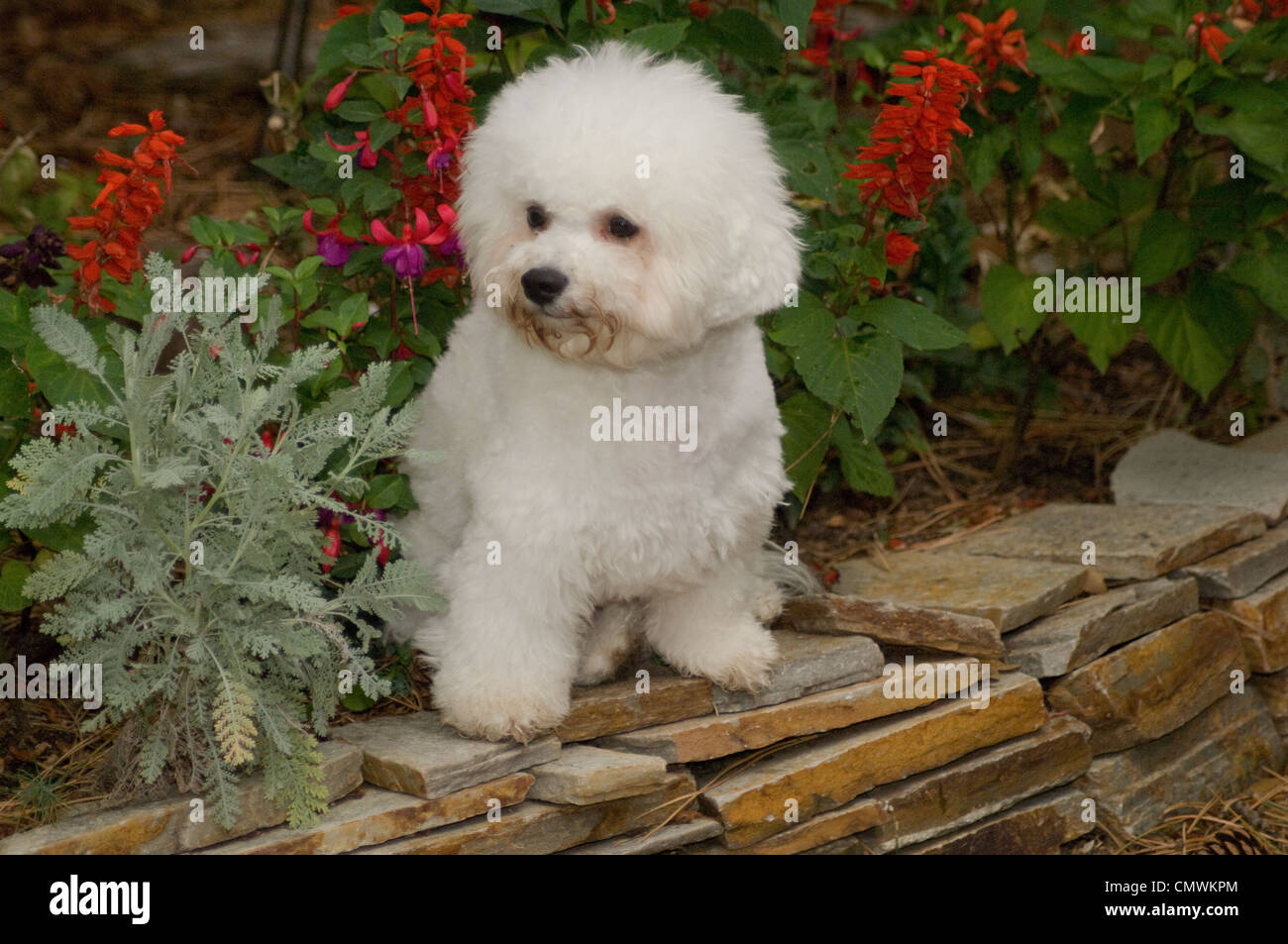 Bichon Frises Stock Photos & Bichon Frises Stock Images - Alamy
