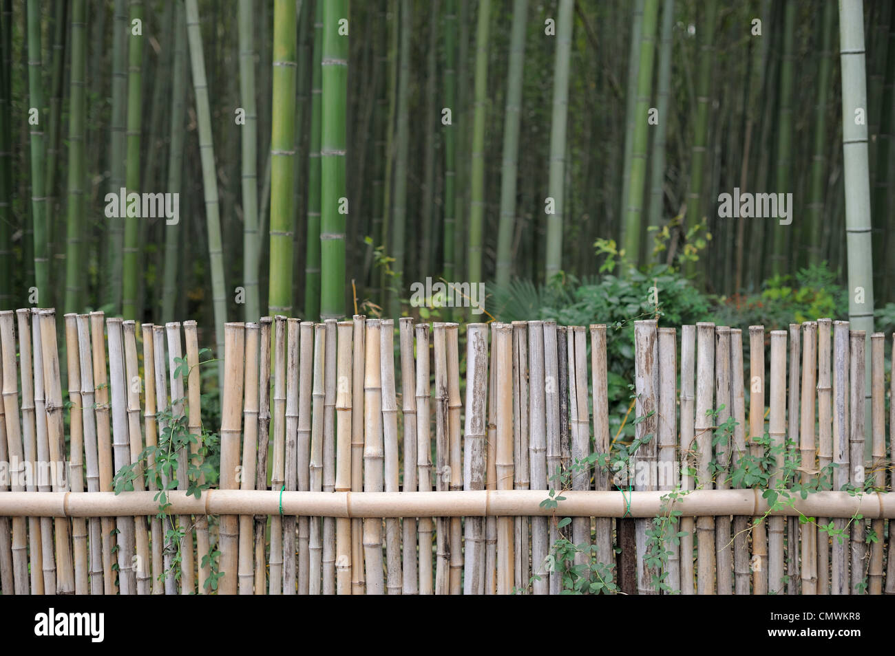 bamboo fence in front of bamboo forest in Arashiyama, Kyoto, Japan ...