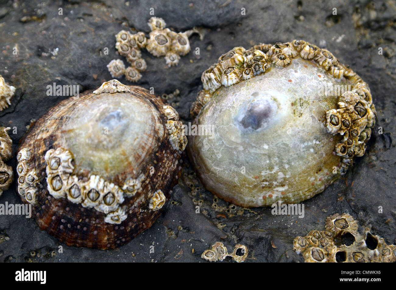 Limpets and barnacles on a rocky beach in north of France Stock Photo ...