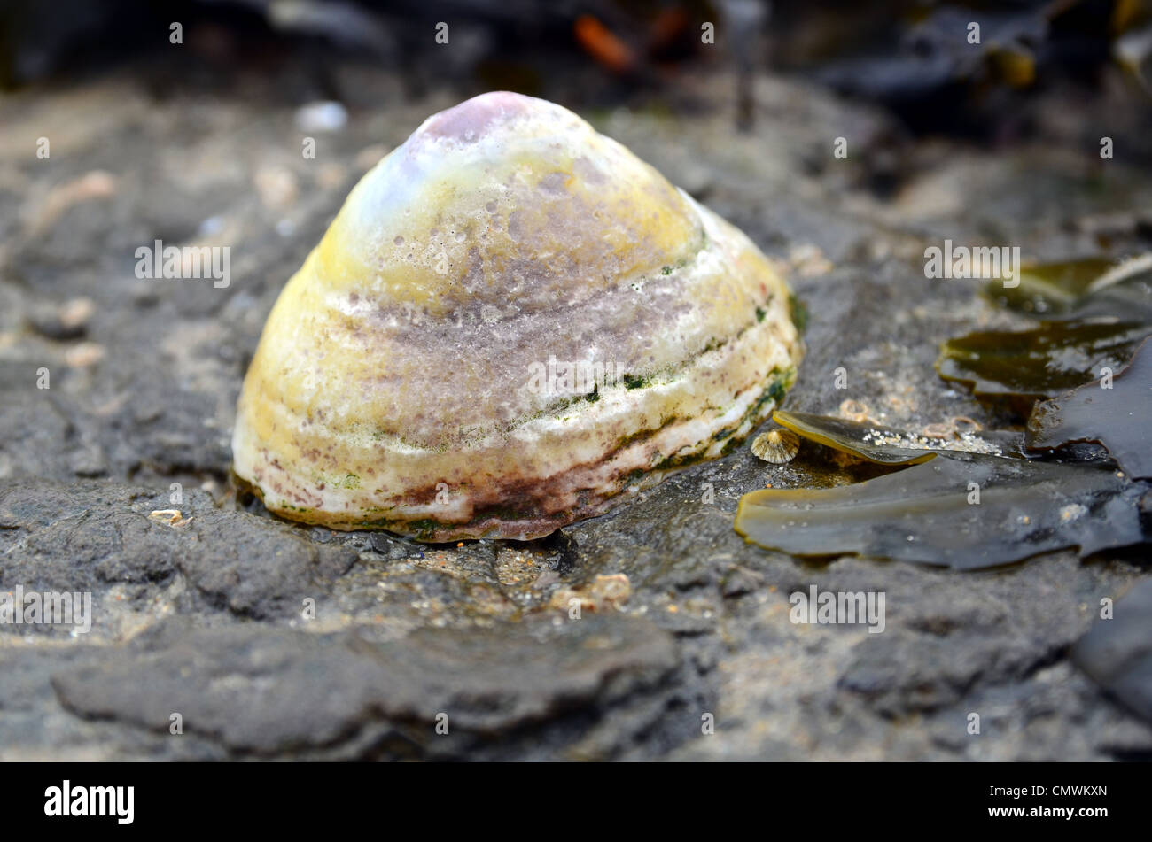 Limpet rocky shore hi-res stock photography and images - Alamy