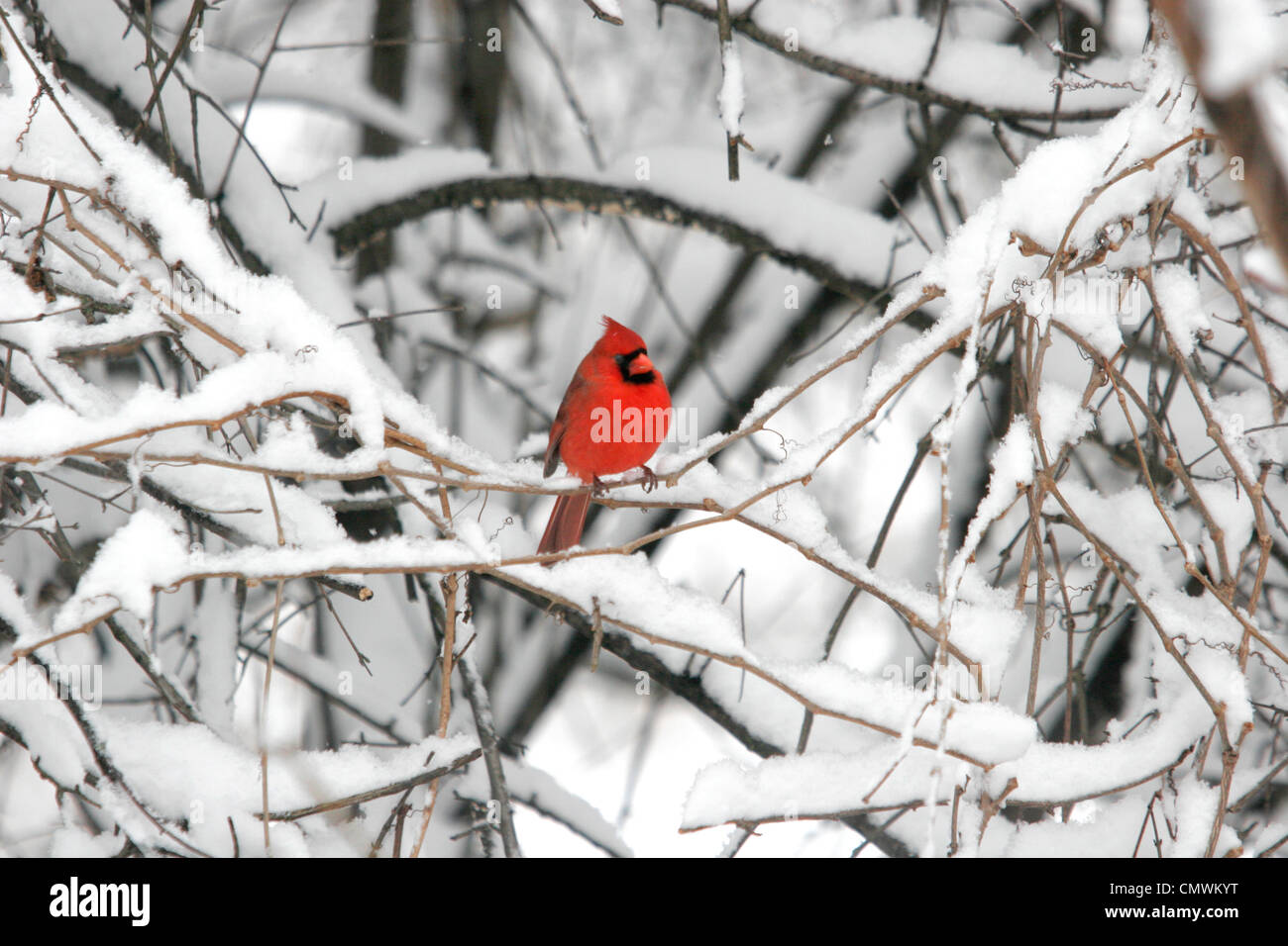 Red cardinal snow hi-res stock photography and images - Alamy