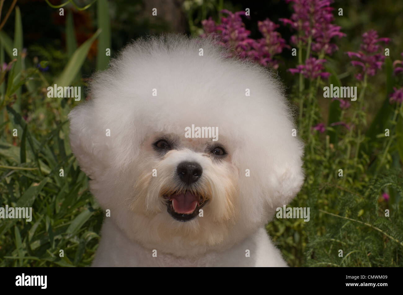 Bichon Frises puppy-head shot Stock Photo - Alamy