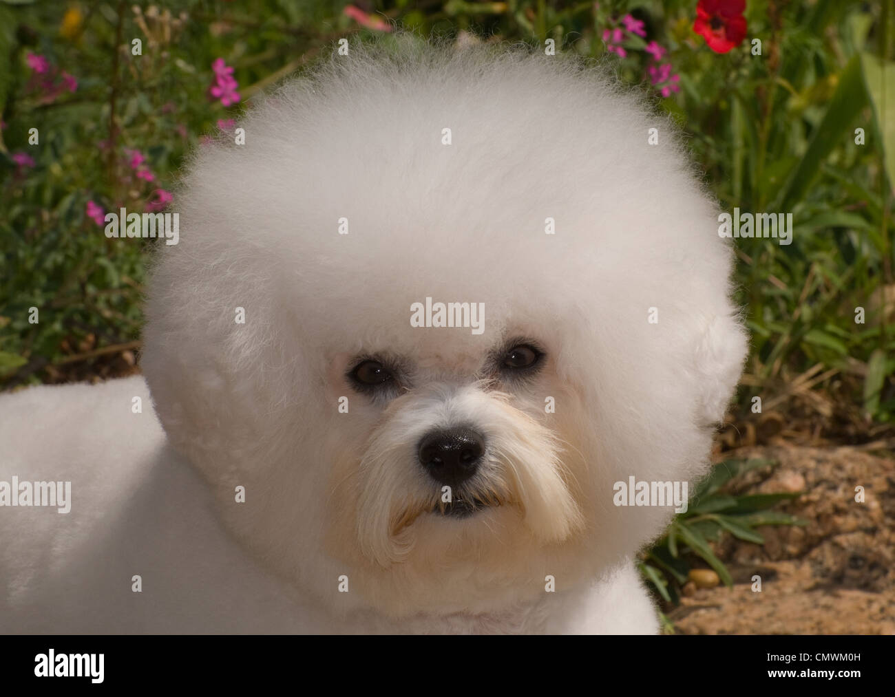 Bichon Frises-head shot Stock Photo - Alamy