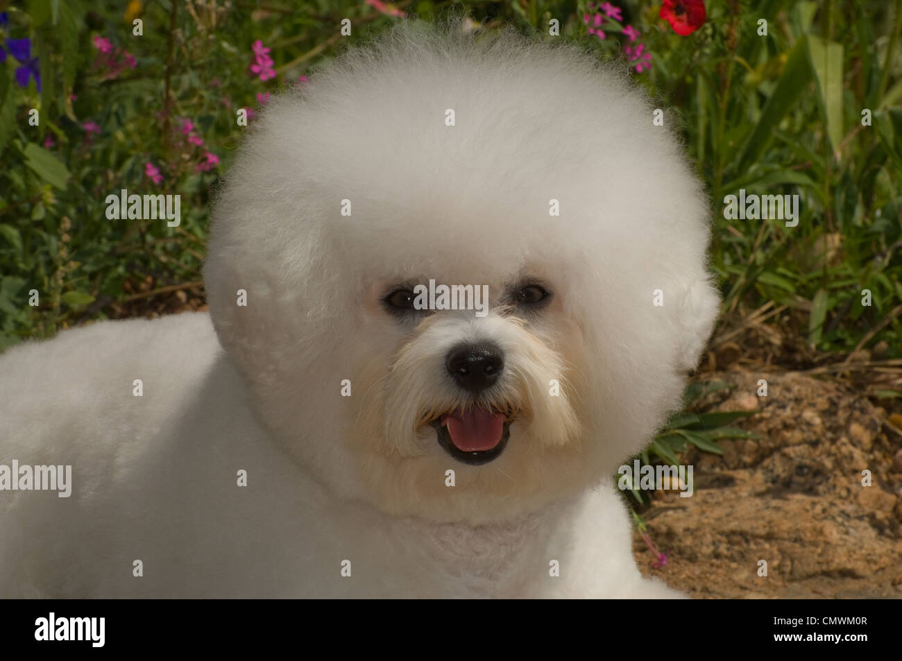 Bichon Frises-head shot Stock Photo - Alamy